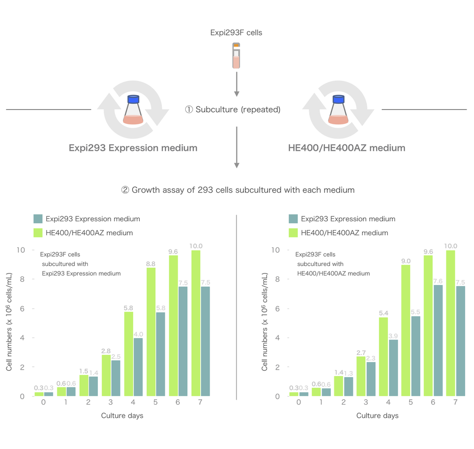 Gxpress 293 Transfection Kit｜293 cells｜Transfection Kit｜Gmep Incorporated
