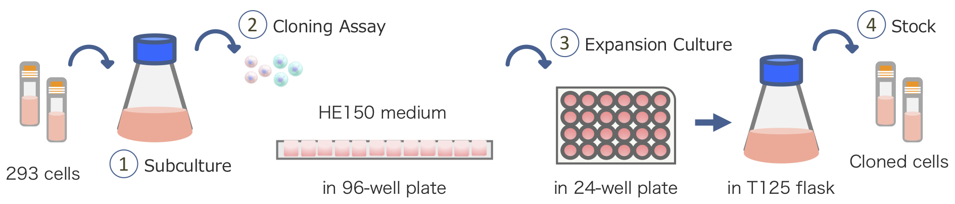 HE150 medium｜293 cells｜Single Cell Cloning｜Chemically Defined Medium｜Gmep Incorporated